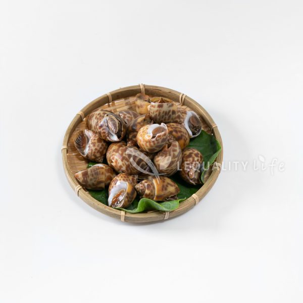 鳳螺|BAIGAI SHELLS – 樂客生活事業